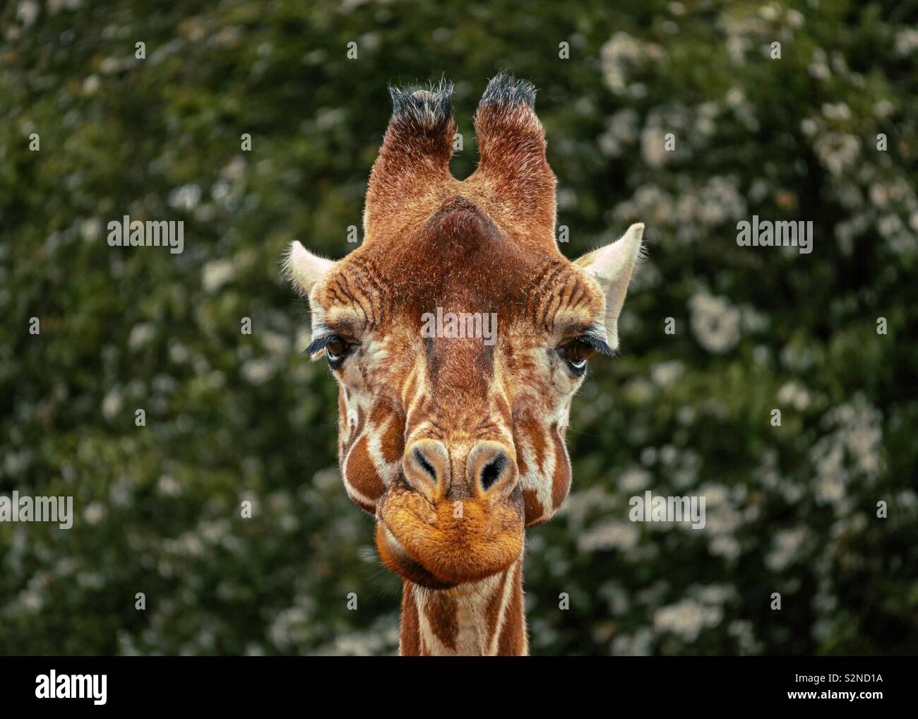 Cute Giraffe Portrait Stock Photo - Alamy
