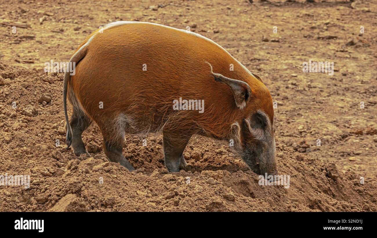 Red River Hog Stock Photo - Alamy