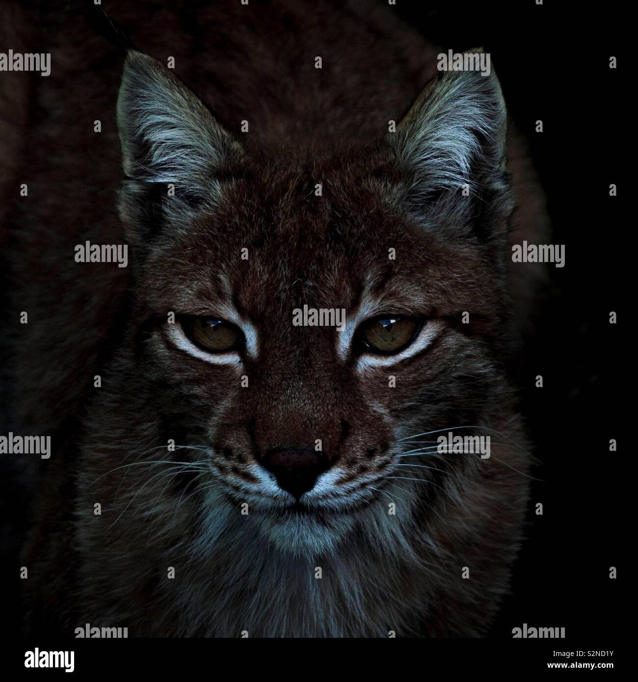 Lynx art hi-res stock photography and images - Alamy