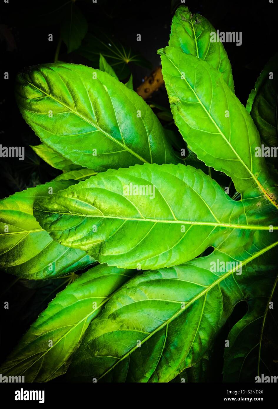 Plant veins on leaf Stock Photo - Alamy