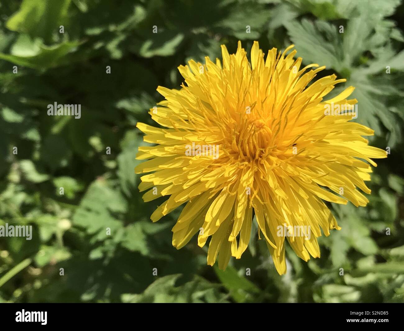 Dandelion Flower - Taraxacum Officinale - Macro Stock Photo - Alamy
