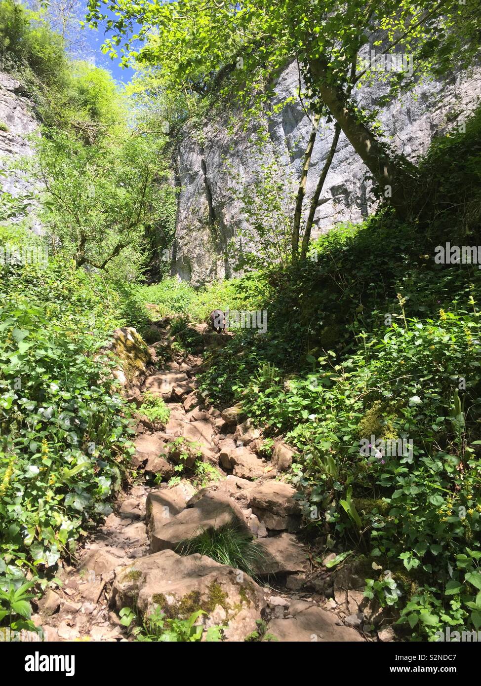Ebbor Gorge High Resolution Stock Photography and Images - Alamy