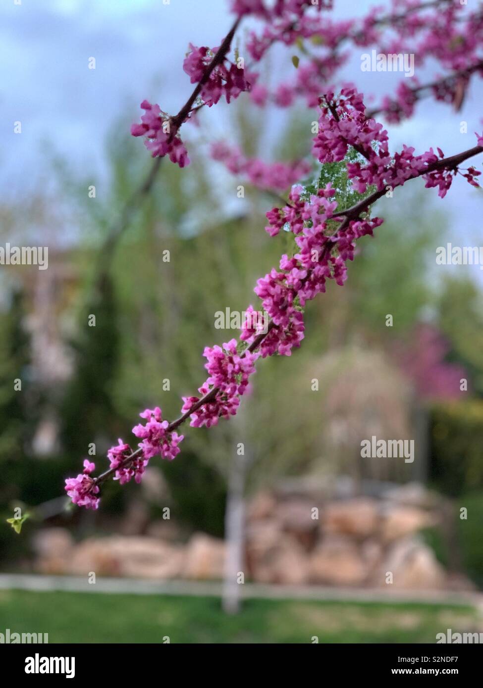 Spring flowers tree hi-res stock photography and images - Alamy