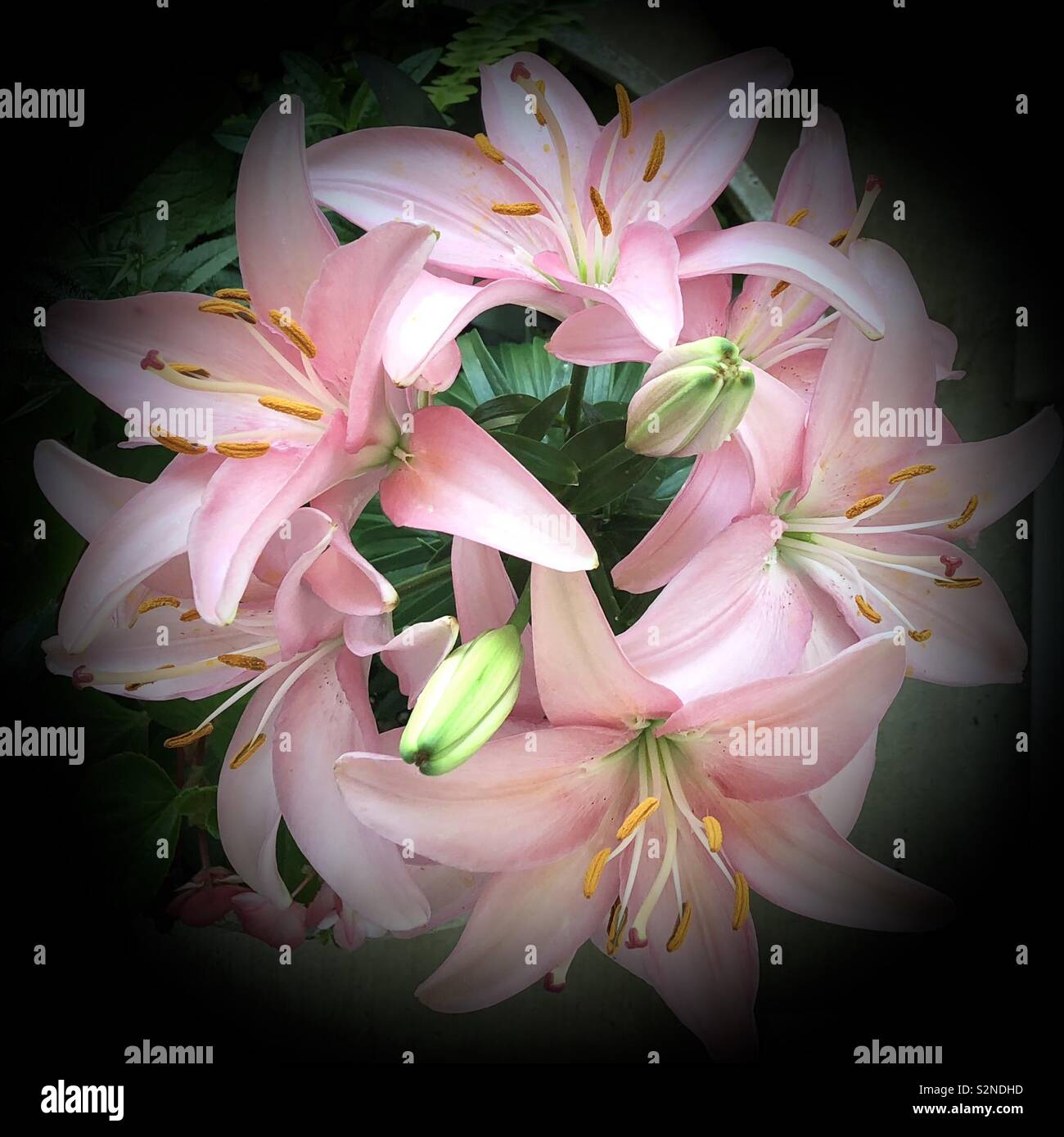 Opening pink lily hi-res stock photography and images - Alamy