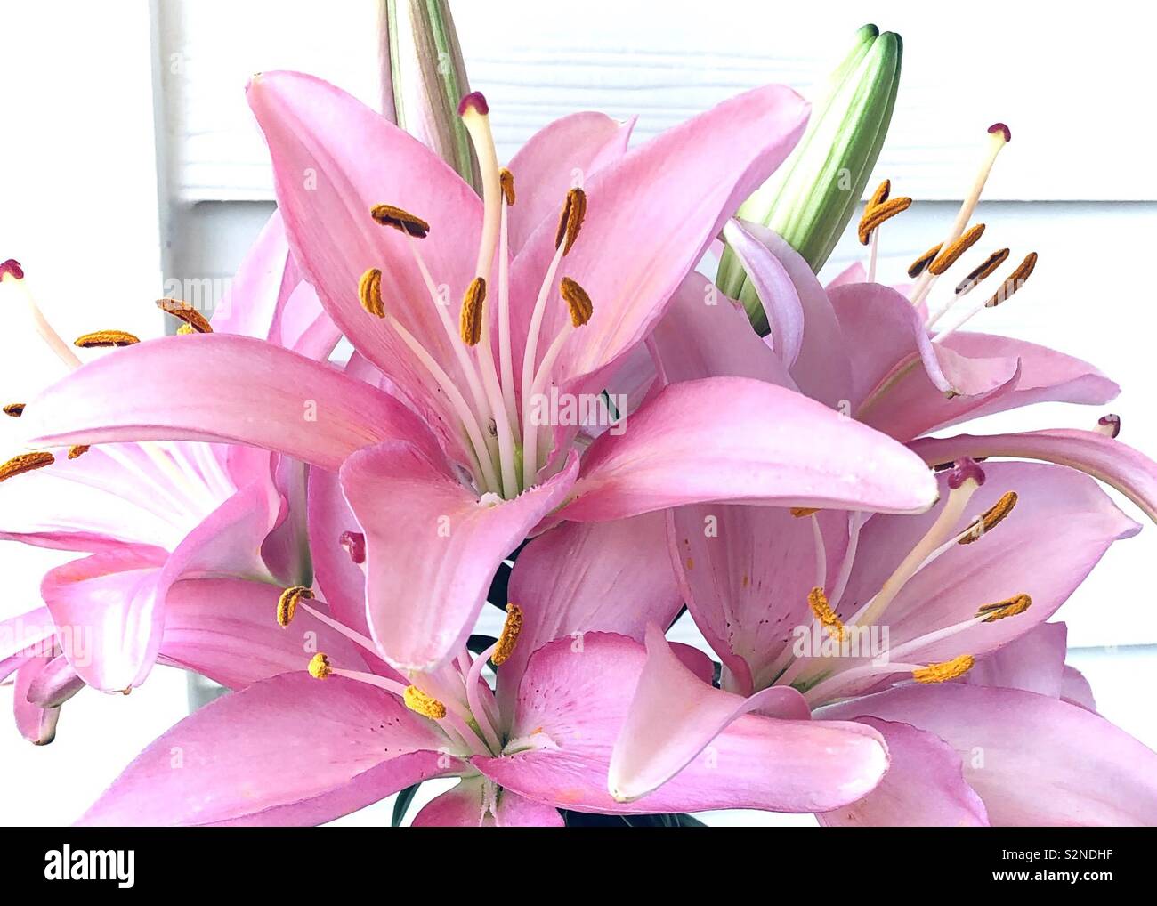 Pink asiatic lilies hi-res stock photography and images - Alamy