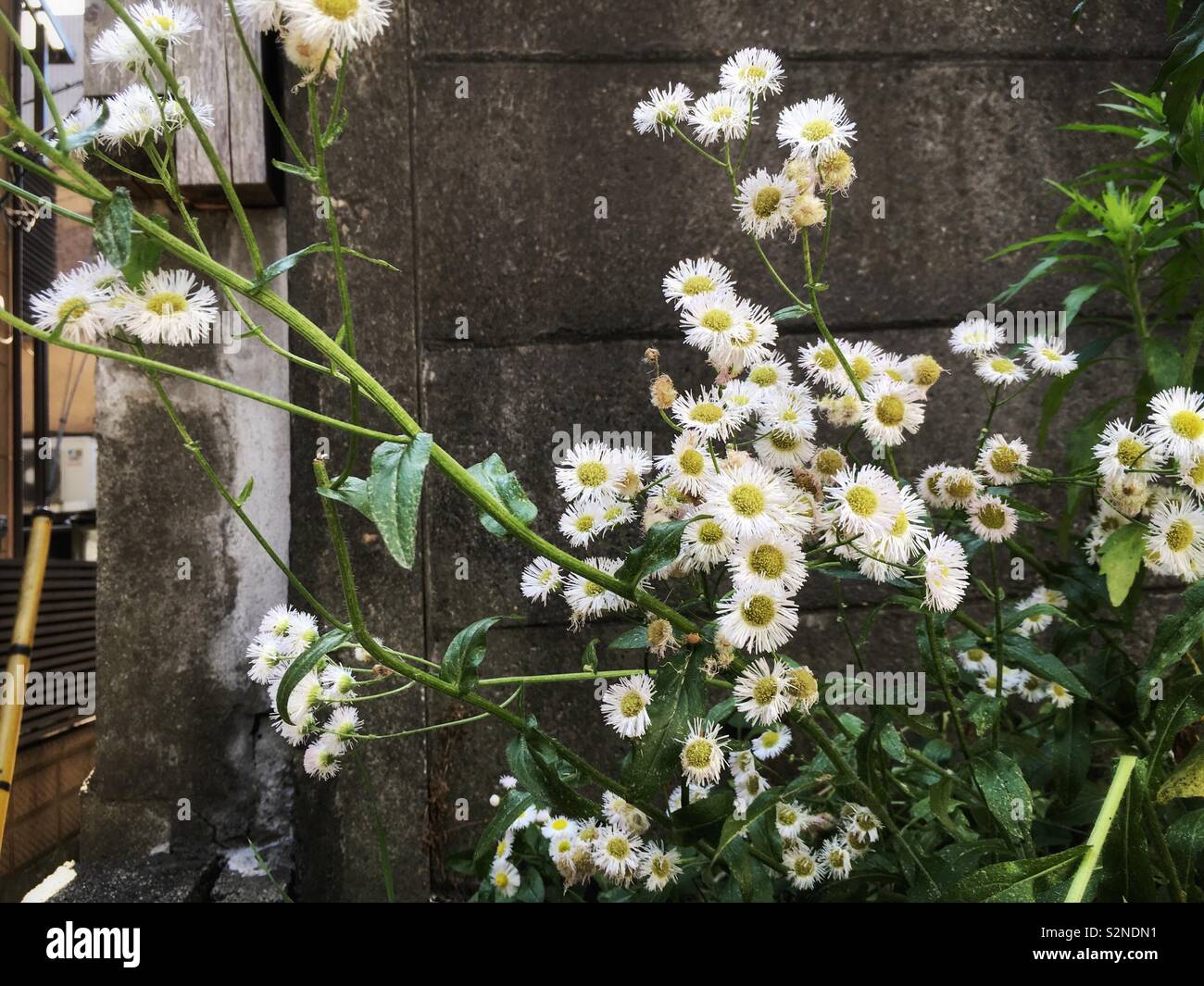 Concrete flowers hi-res stock photography and images - Alamy