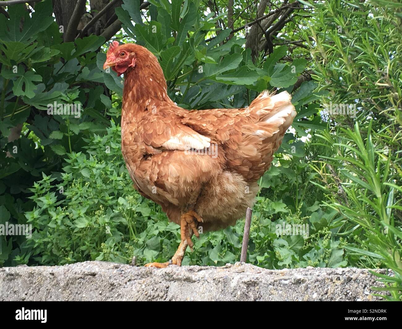 Burnt Orange High Resolution Stock Photography and Images - Alamy