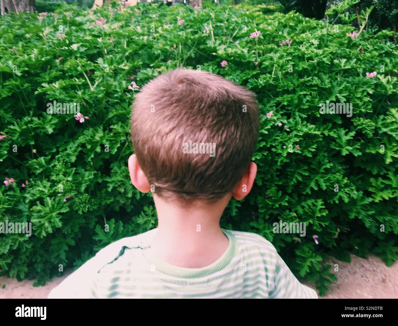 Rear view of little boy outdoors Stock Photo - Alamy