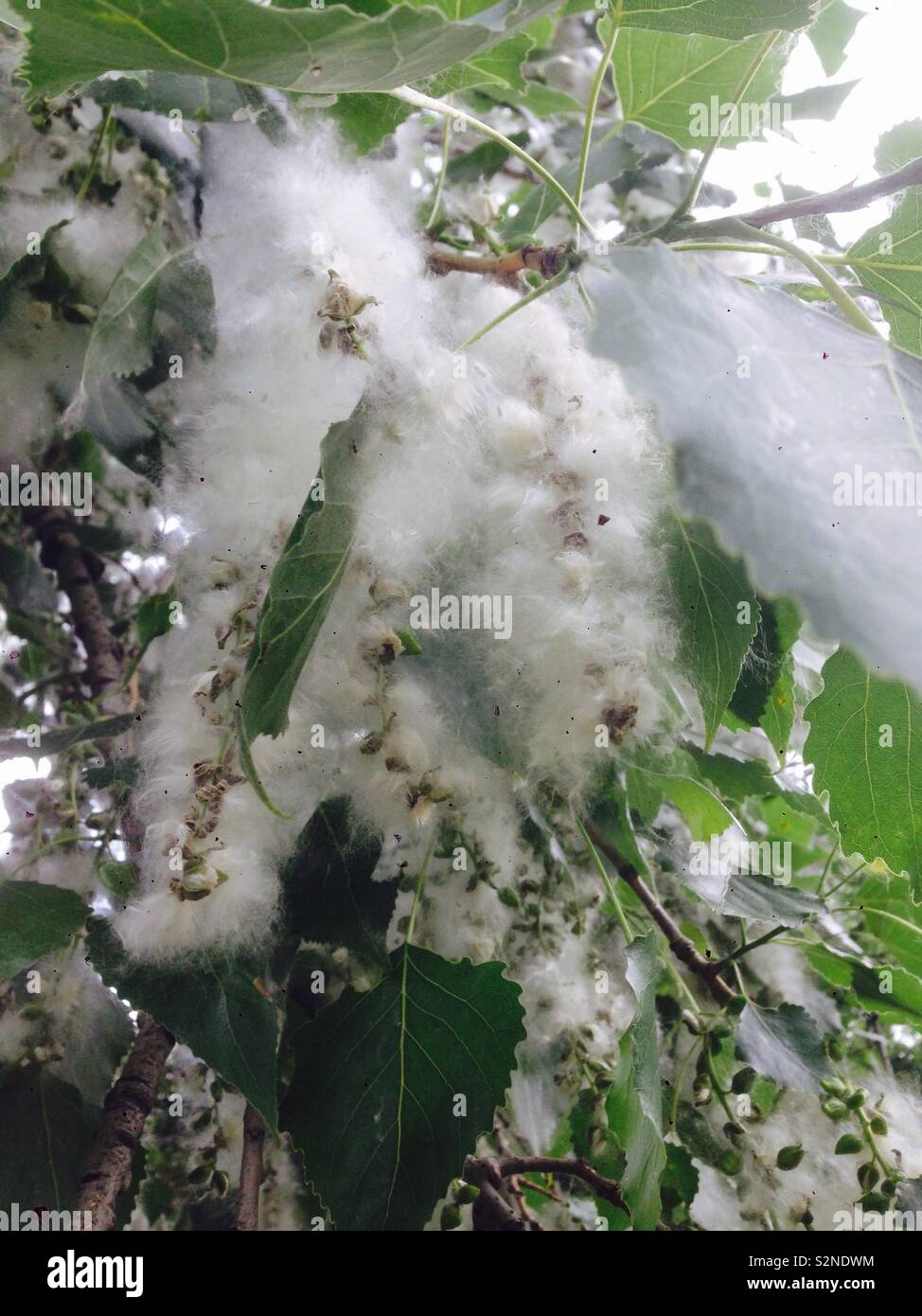 Fluffy tree hi-res stock photography and images - Alamy