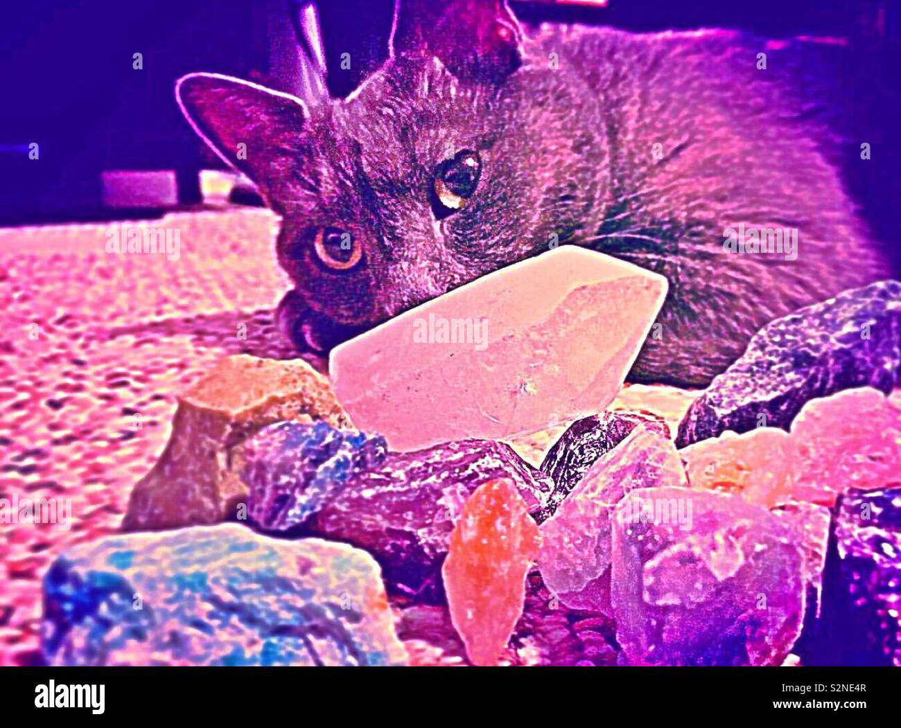 Witchy cat hi-res stock photography and images - Alamy