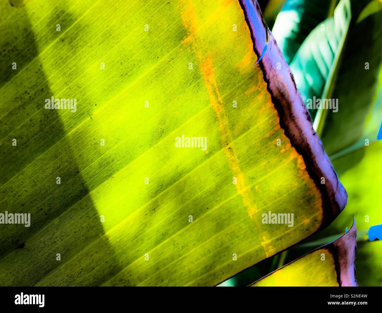 Graphics plant hi-res stock photography and images - Alamy