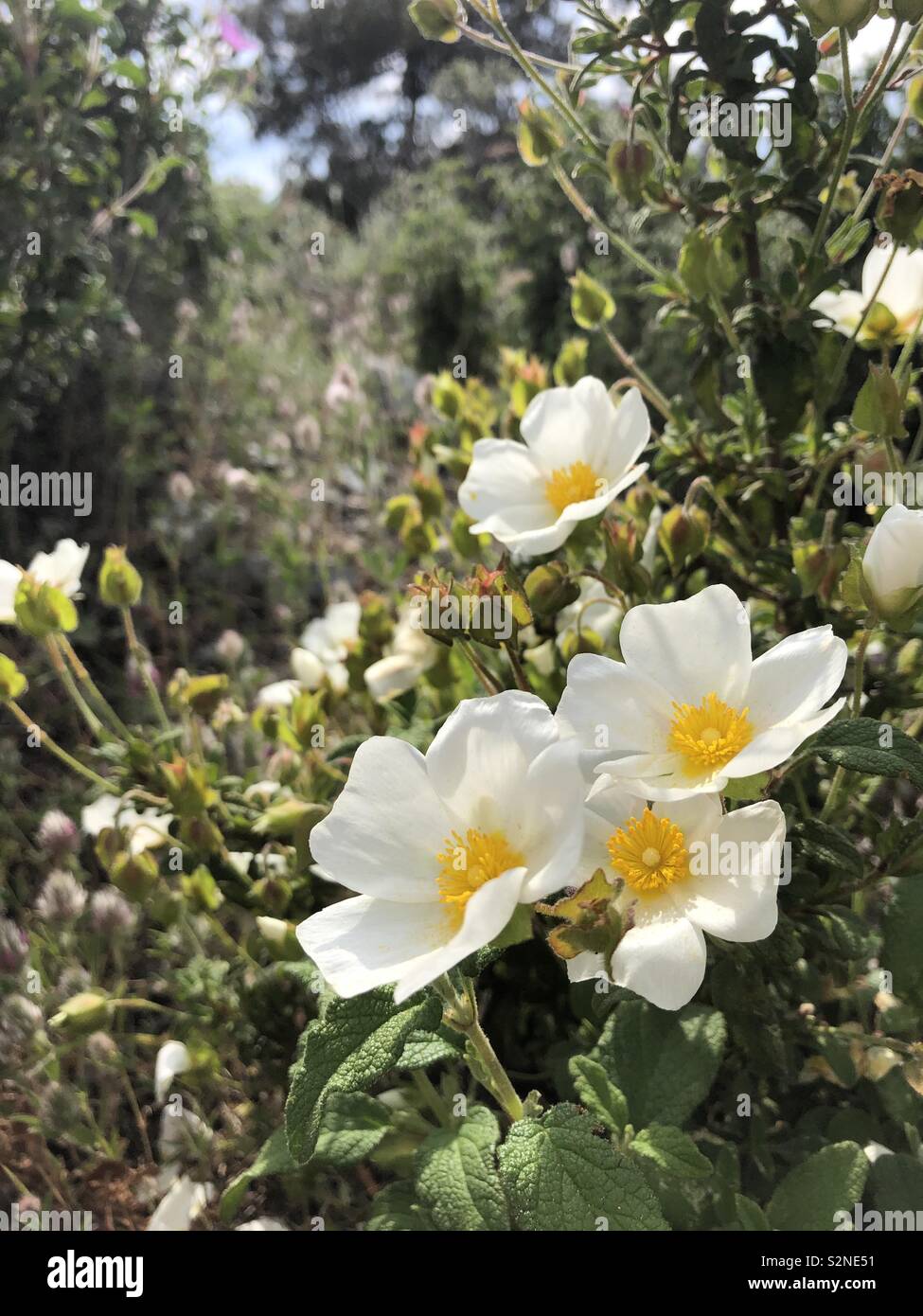 Cyprus wild flower hi-res stock photography and images - Alamy
