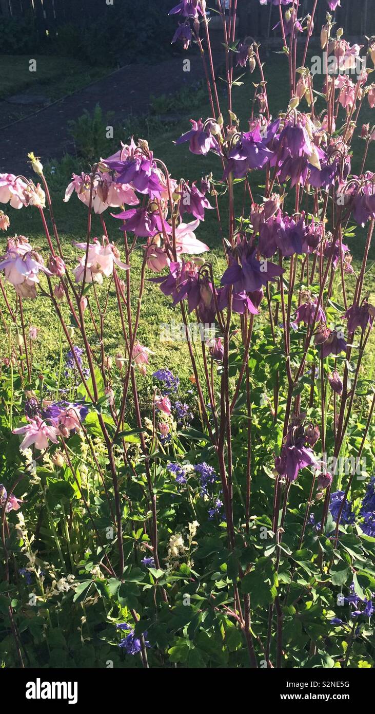 Dancing fairies hi-res stock photography and images - Alamy