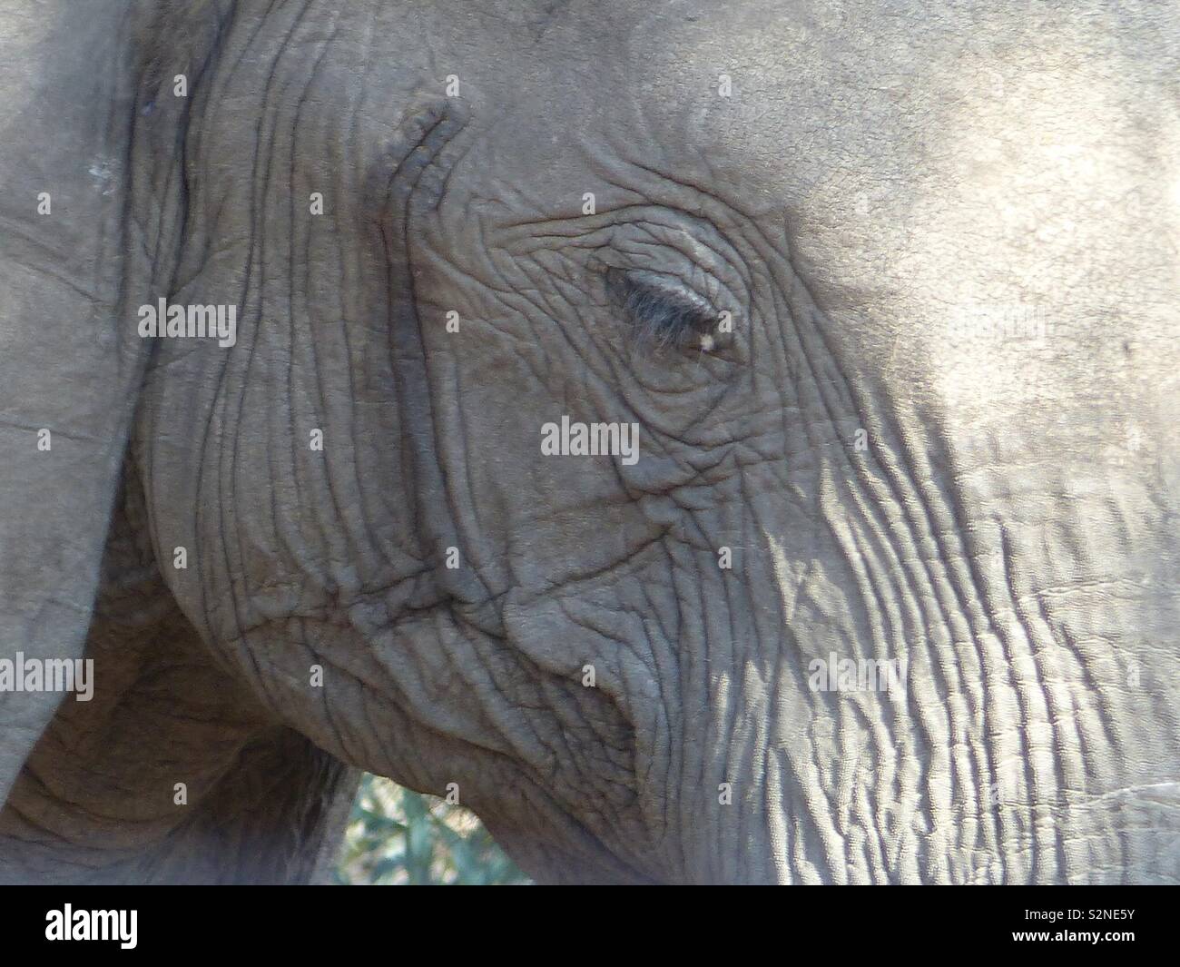 Elephant eyelashes hi-res stock photography and images - Alamy