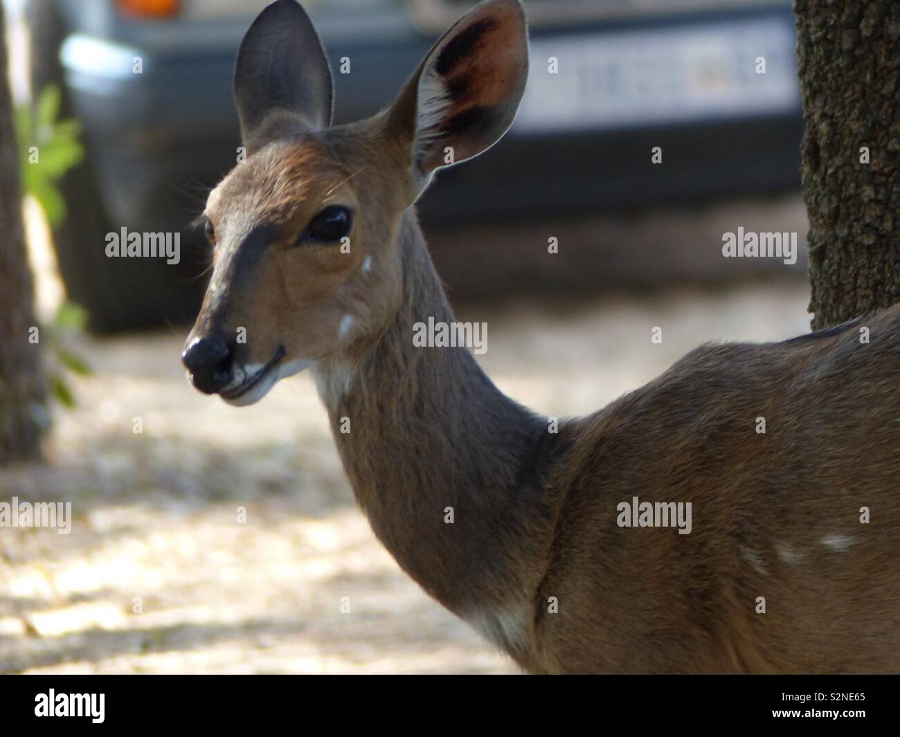 Antelope Kruger Park Stock Photo - Alamy