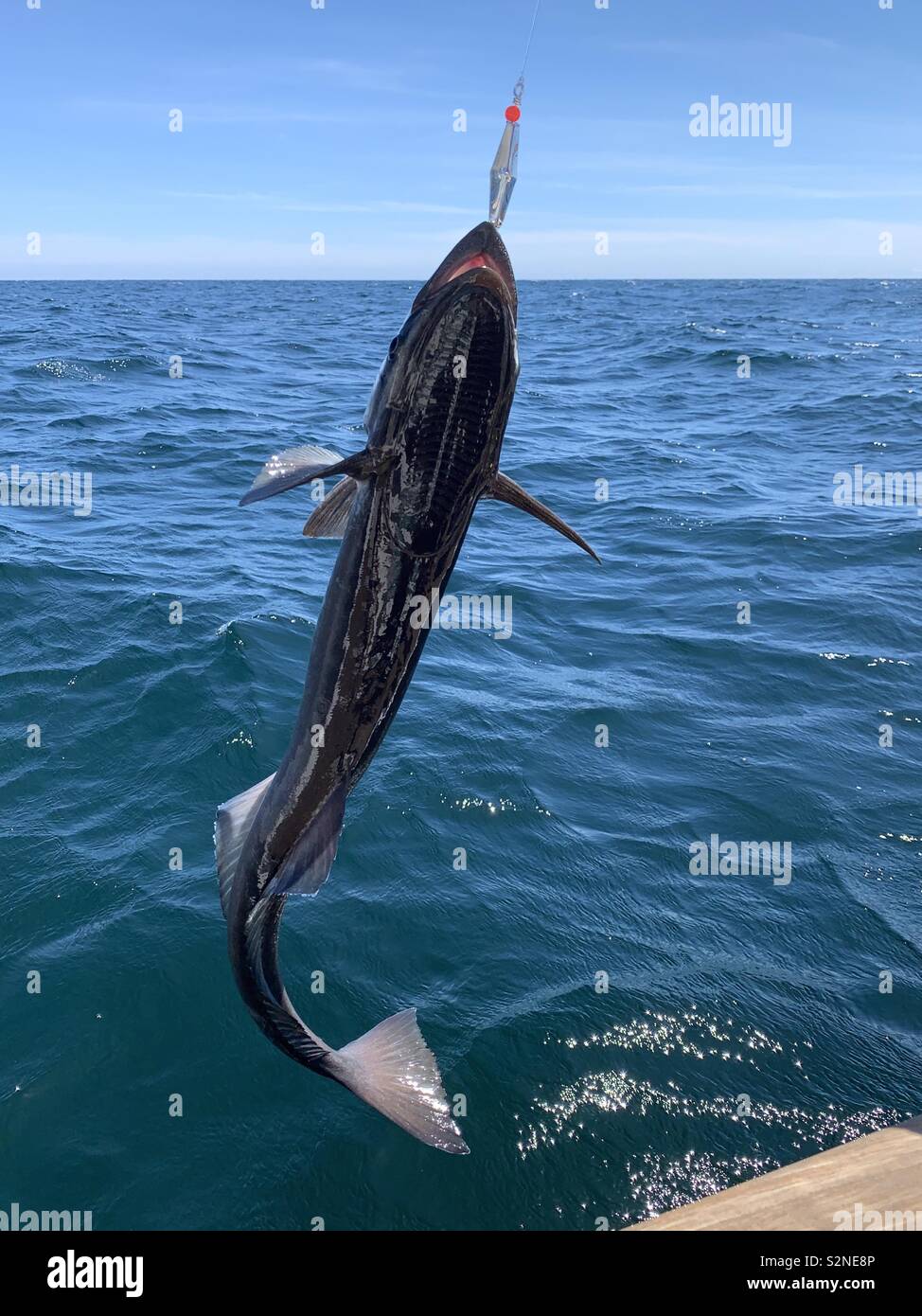Fishing on Gulf of Mexico Florida catching Remora fish, closeup, with ...