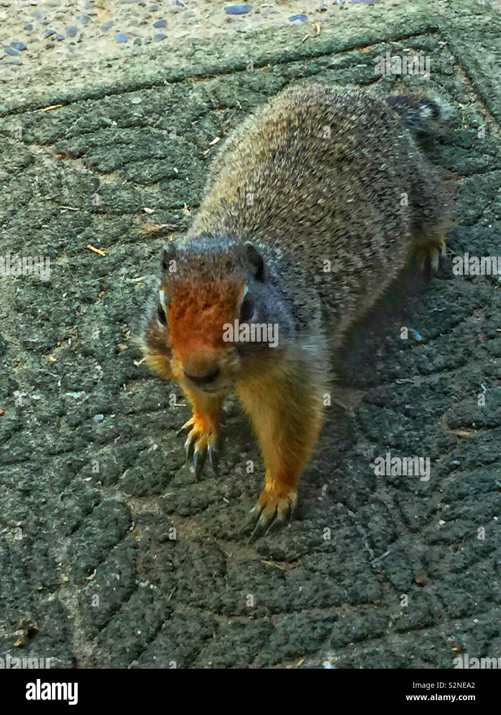 Columbian ground squirrel, Banff National Park, Alberta, Canada Stock ...
