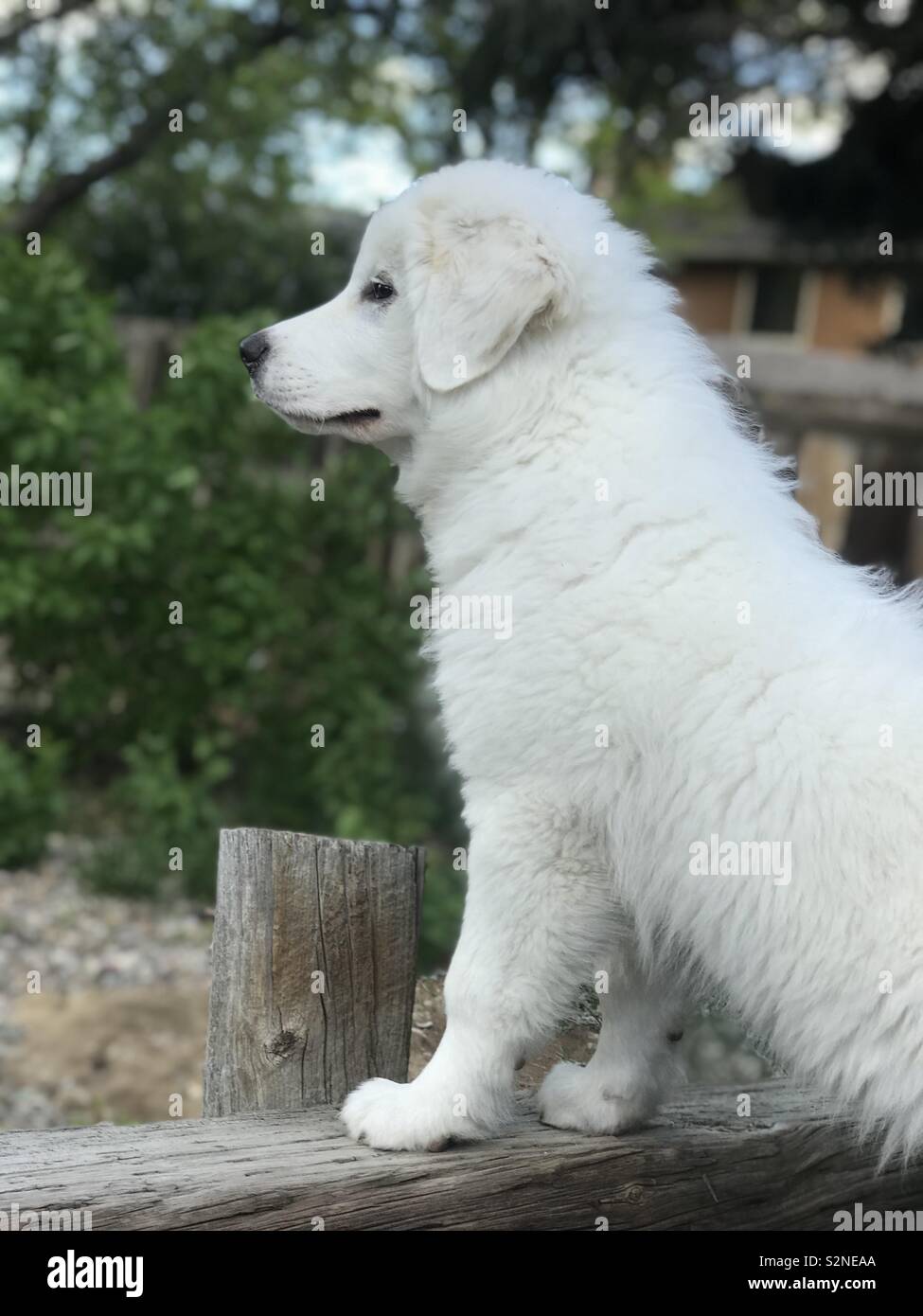 my colorado mountain dog Stock Photo - Alamy