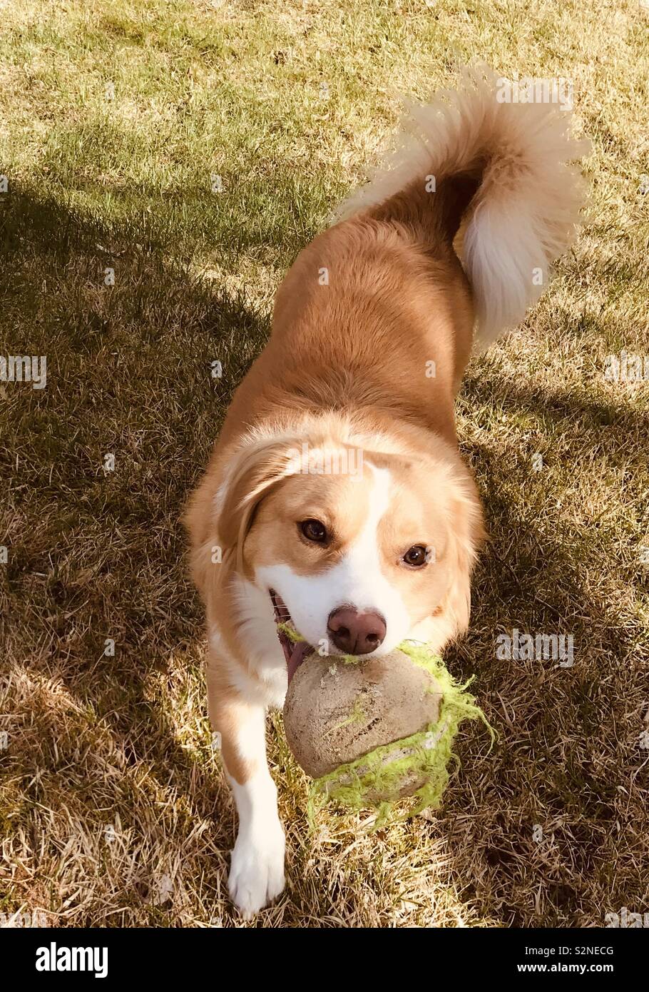 Happy dog with ball Stock Photo - Alamy