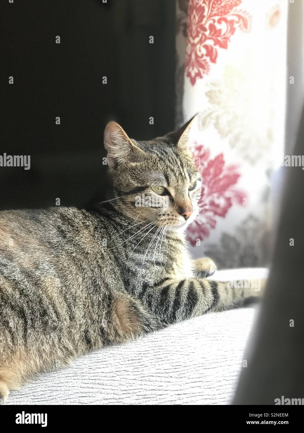 Homebody hi-res stock photography and images - Alamy