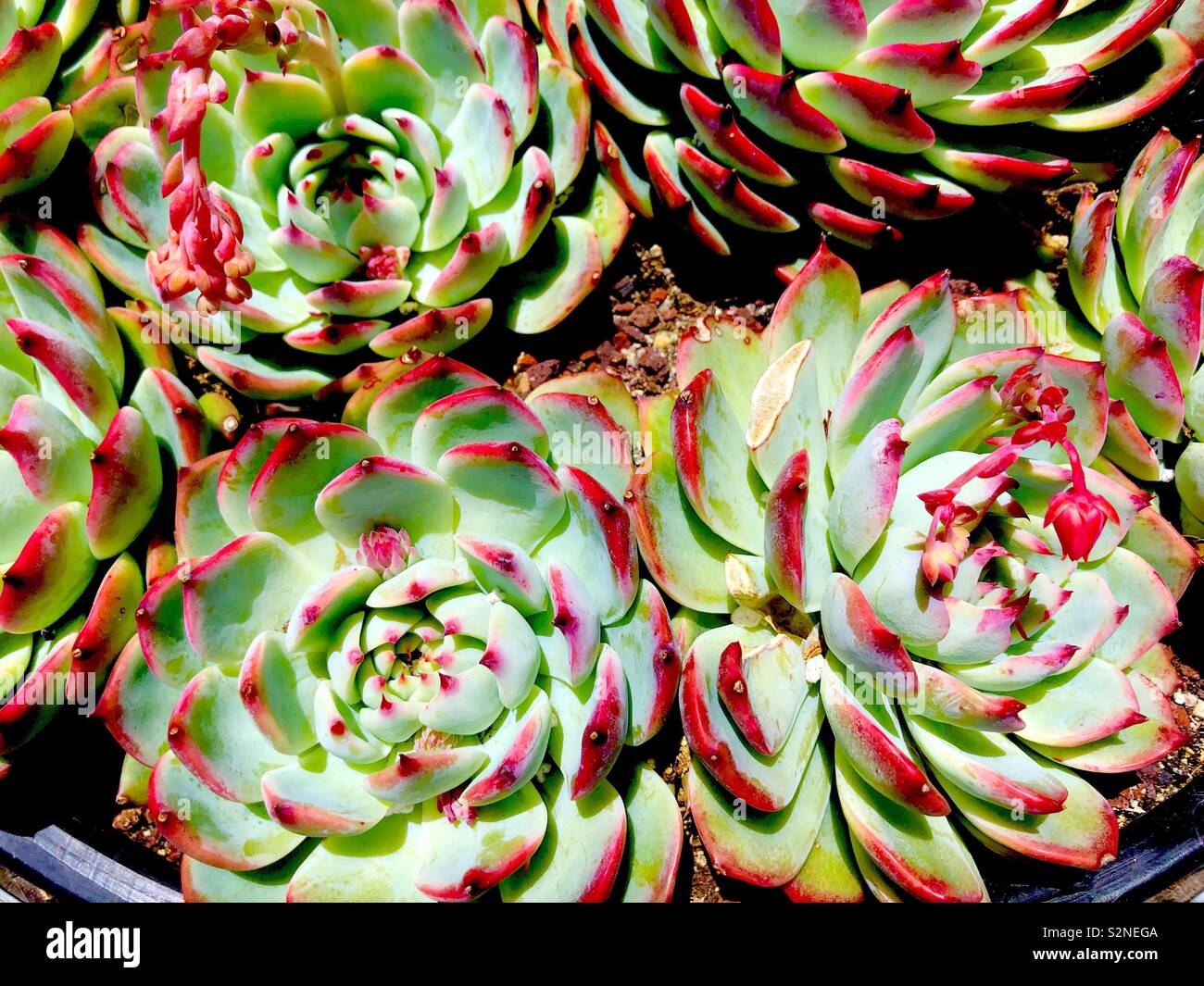 Succulents and cactus hi-res stock photography and images - Alamy