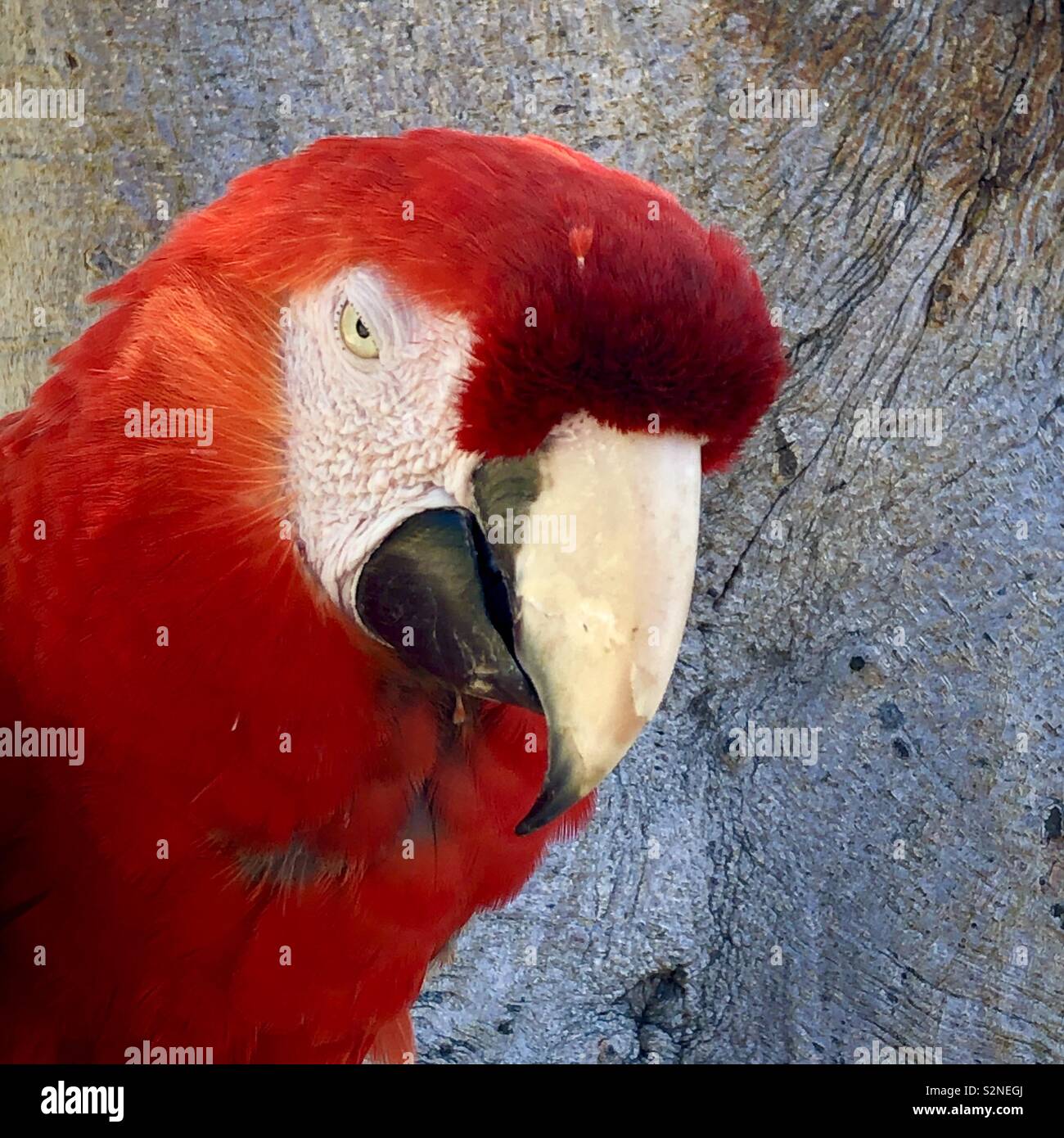 Parrot closeup hi-res stock photography and images - Alamy