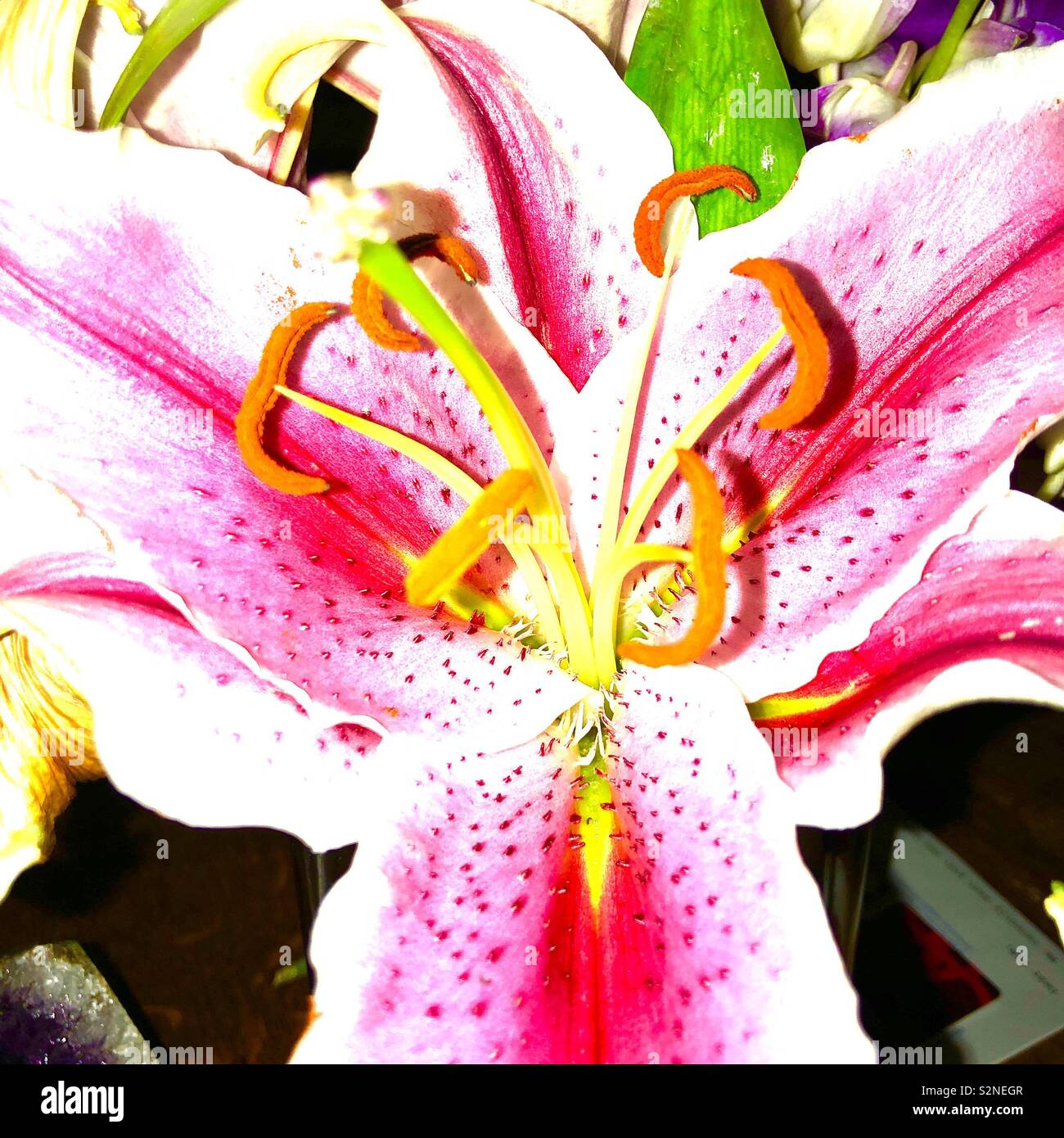 Stylized Lily High Resolution Stock Photography and Images - Alamy