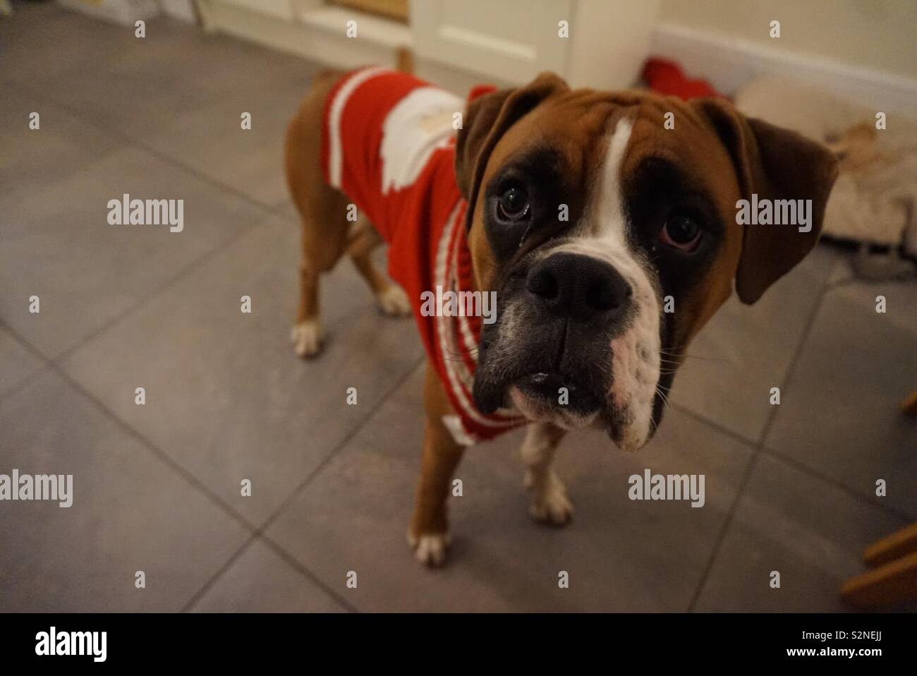Christmas boxer hi-res stock photography and images - Alamy