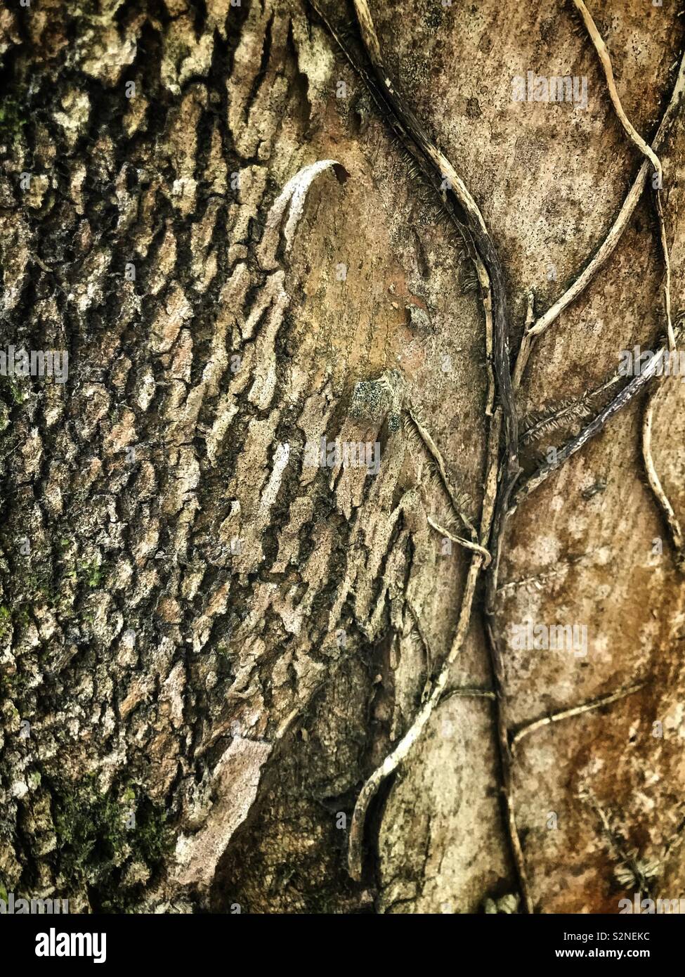 Ivy roots hi-res stock photography and images - Alamy
