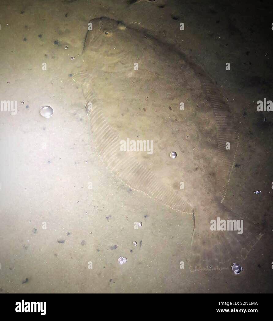 NC flounder under water natures beauty Stock Photo - Alamy