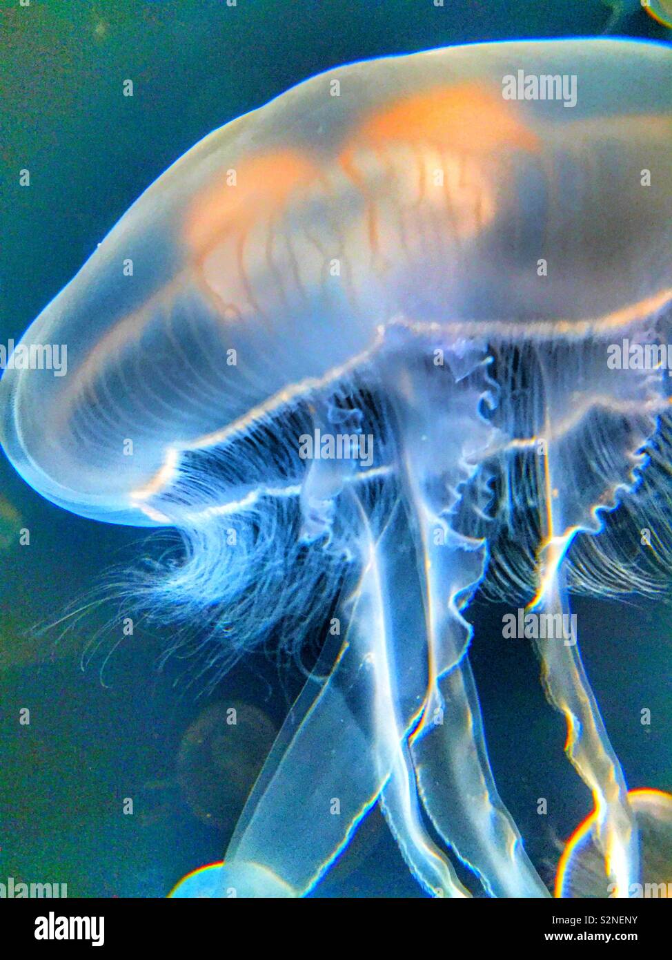 Jellyfish head hi-res stock photography and images - Alamy