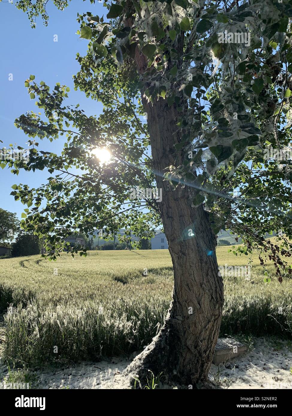 Sun and tree Stock Photo - Alamy