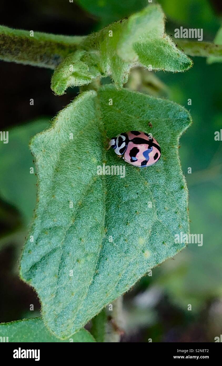 Lady bugs hi-res stock photography and images - Alamy