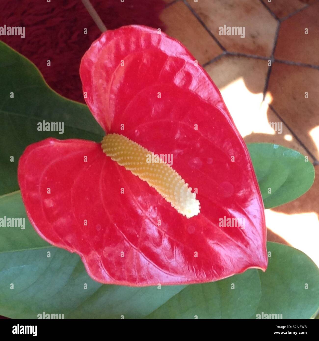 Anthurium flower hi-res stock photography and images - Alamy