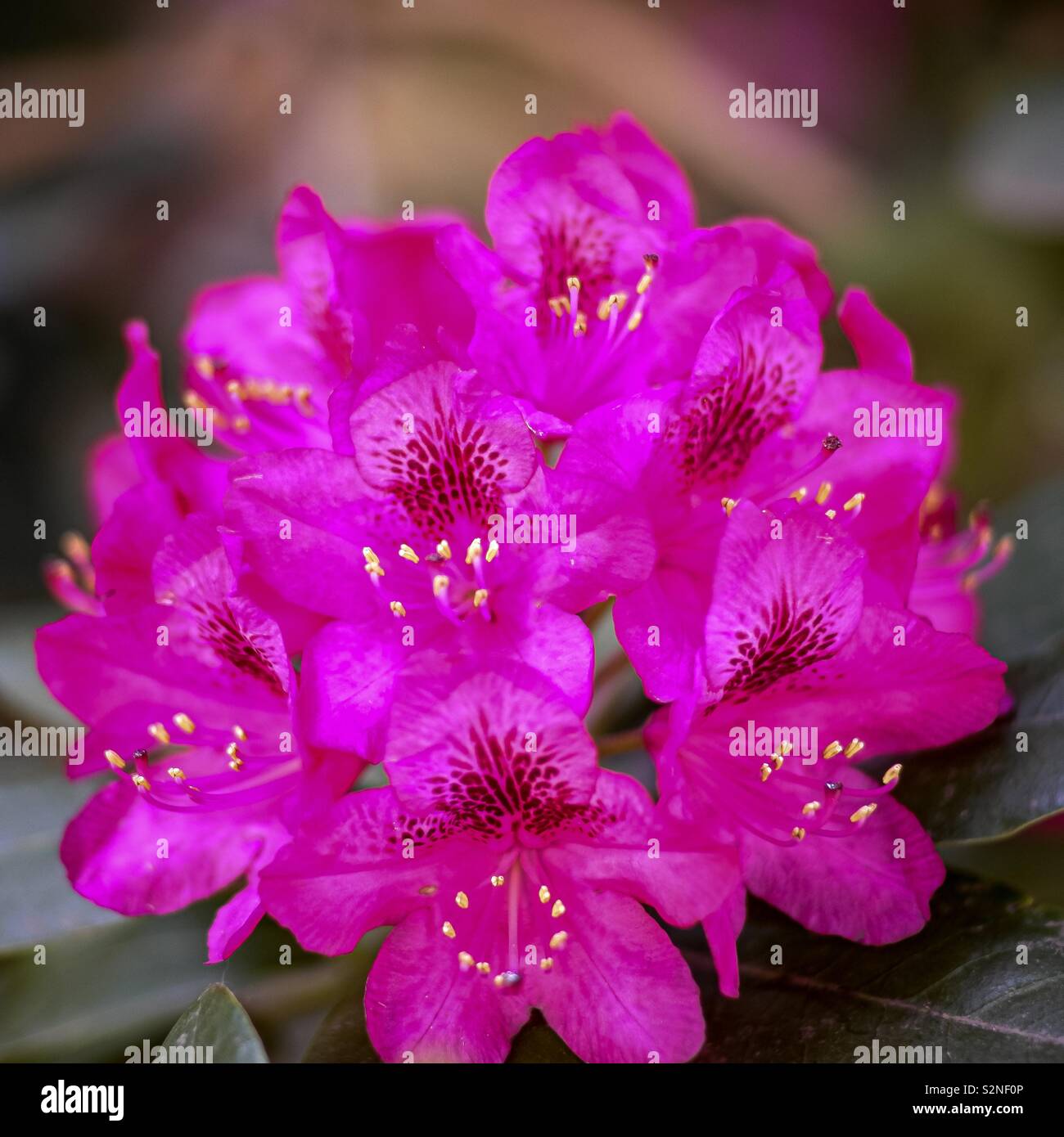 Rhododendron flowers hi-res stock photography and images - Alamy