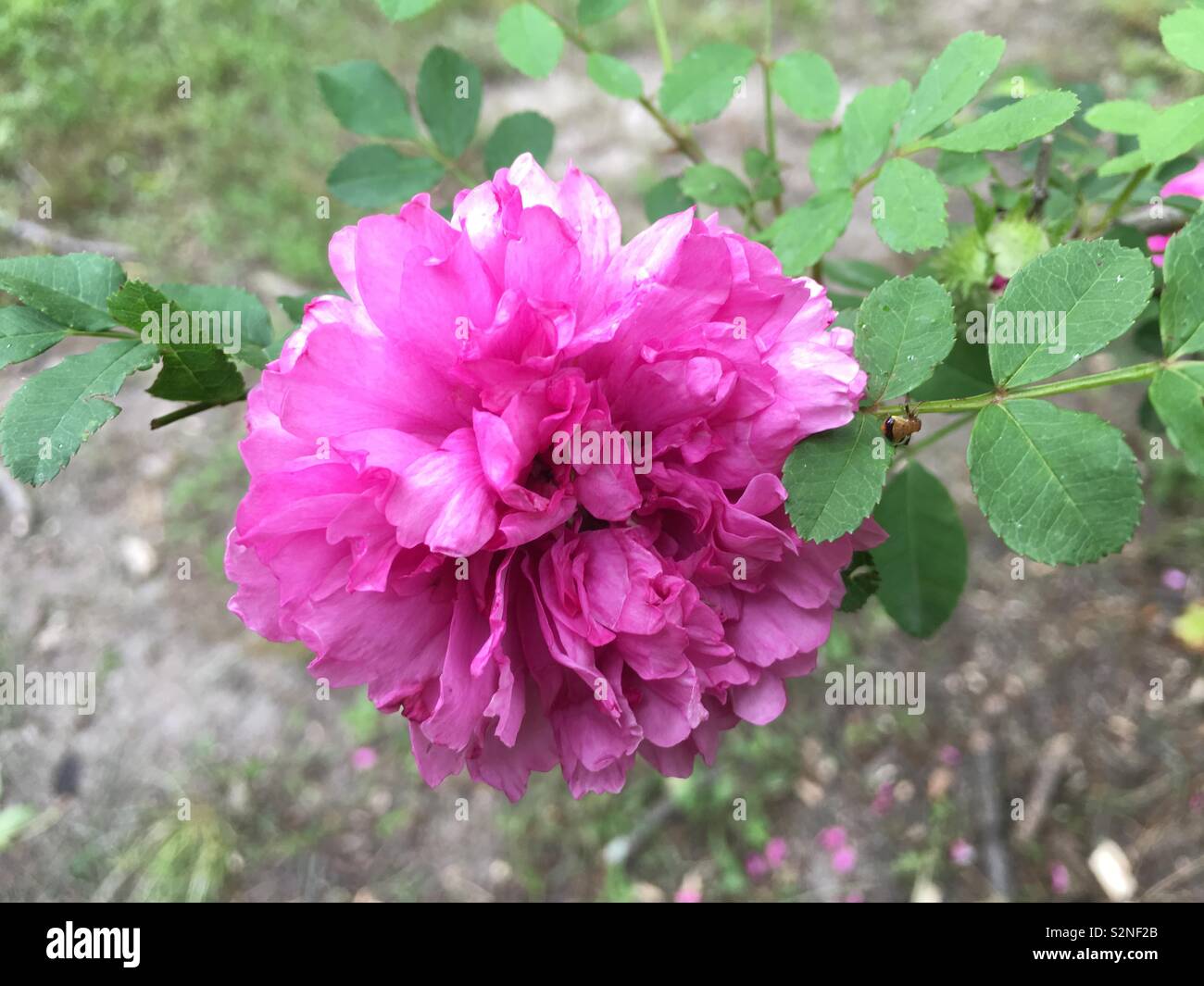 Pink moss rose in full bloom hi-res stock photography and images - Alamy
