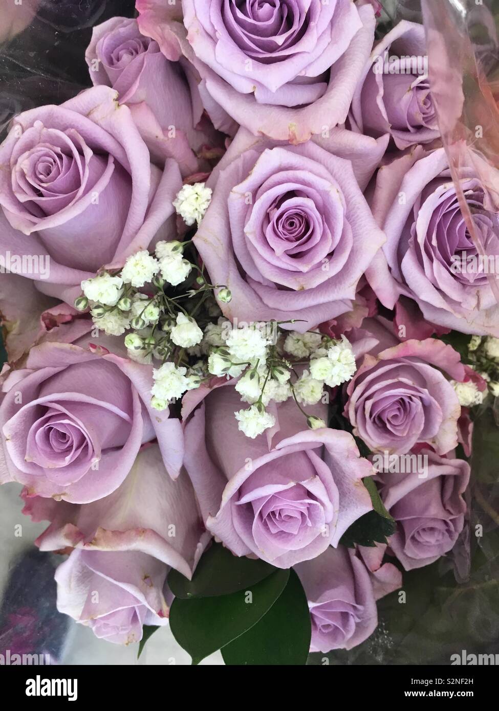 Lavender roses hi-res stock photography and images - Alamy