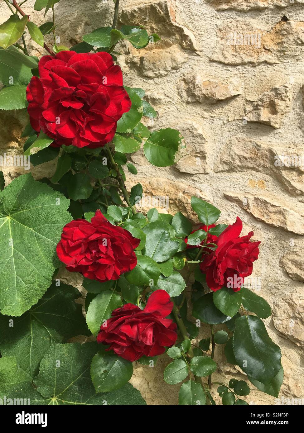 Roses against wall hi-res stock photography and images - Alamy