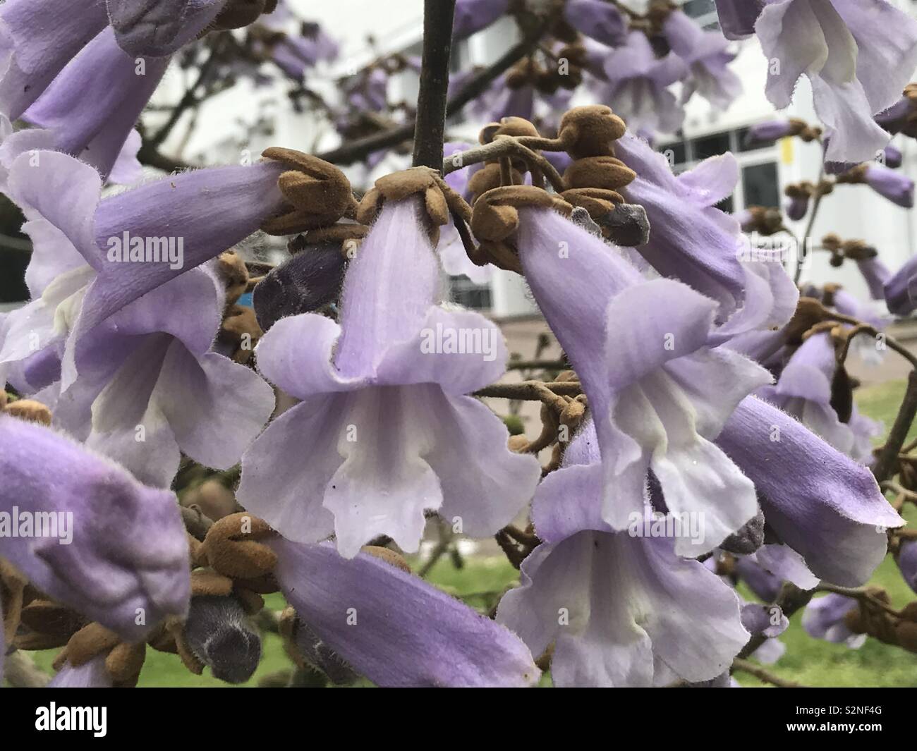 Foxglove tree hi-res stock photography and images - Alamy