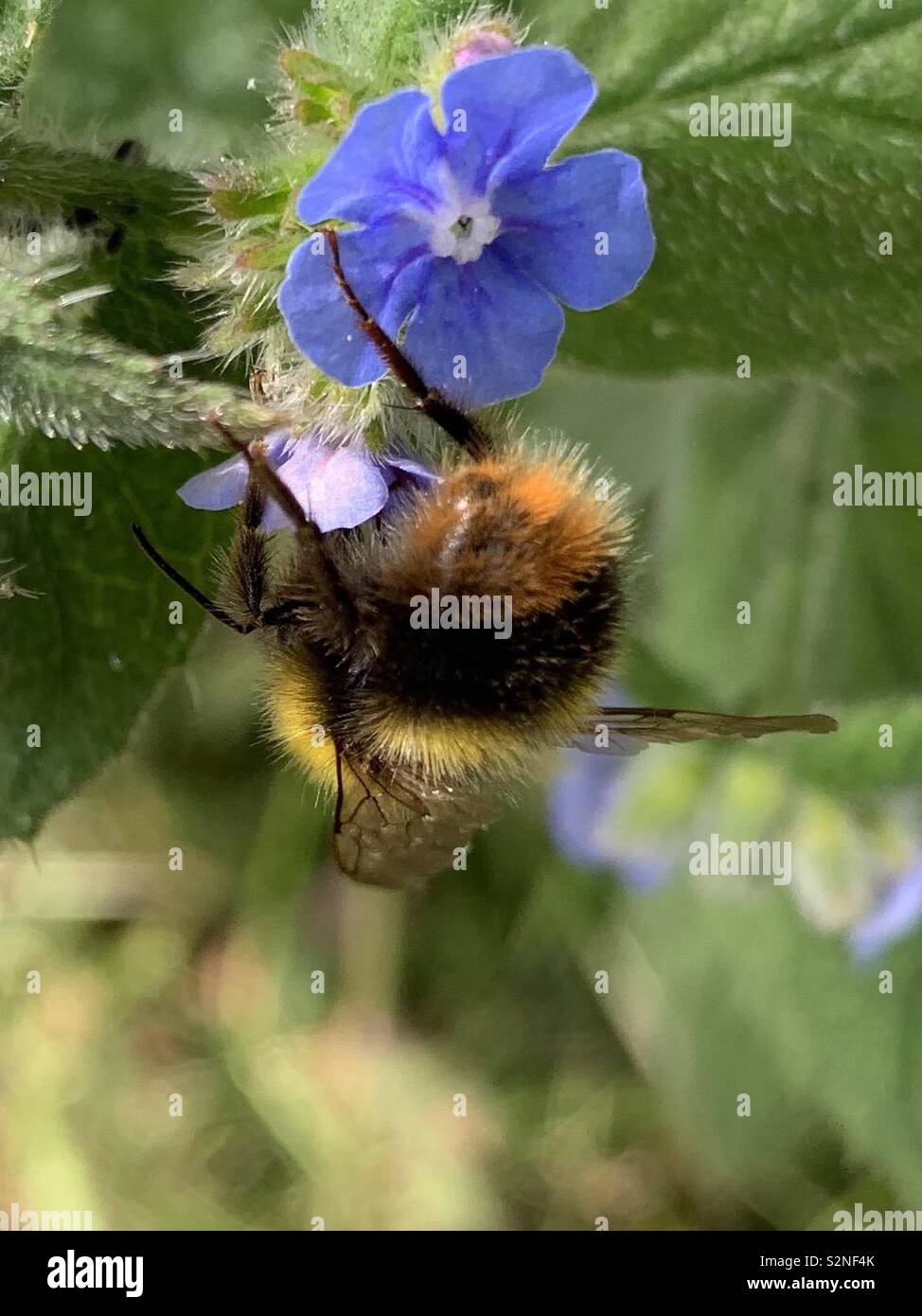 Heath bumble bee hi-res stock photography and images - Alamy