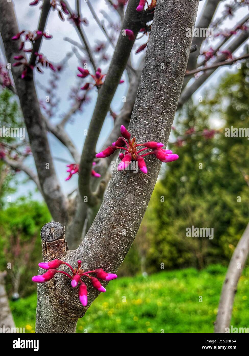 Spring is here Stock Photo - Alamy