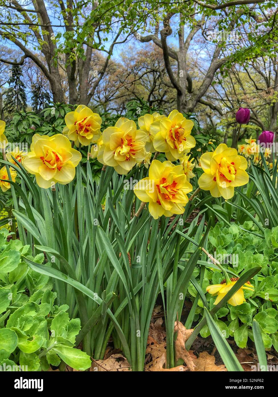The colours of spring Stock Photo - Alamy