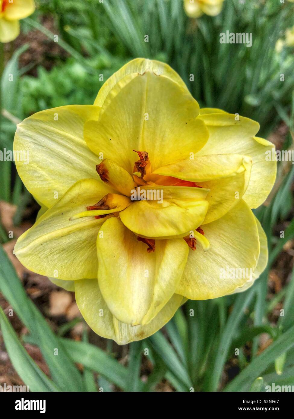 Bright yellow spring flower Stock Photo - Alamy