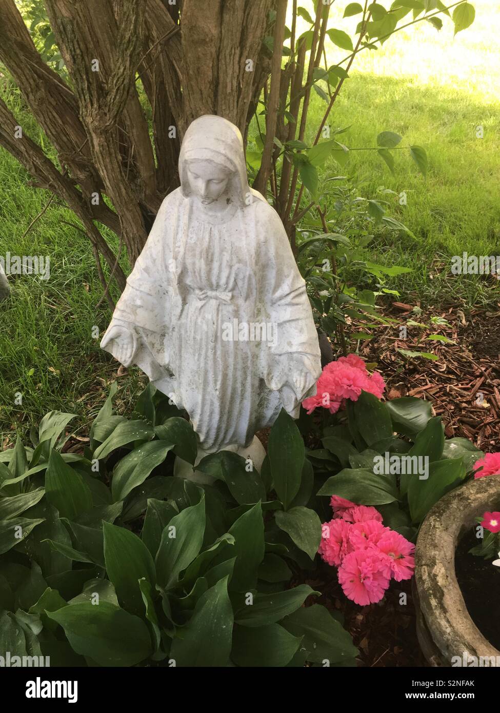 An image of a statue of Mary with a tree behind her, and a leafy plant ...