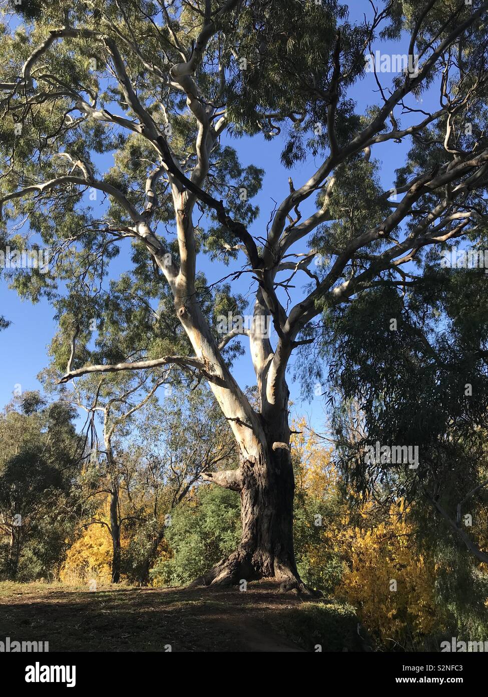 Tall gum tree hi-res stock photography and images - Alamy