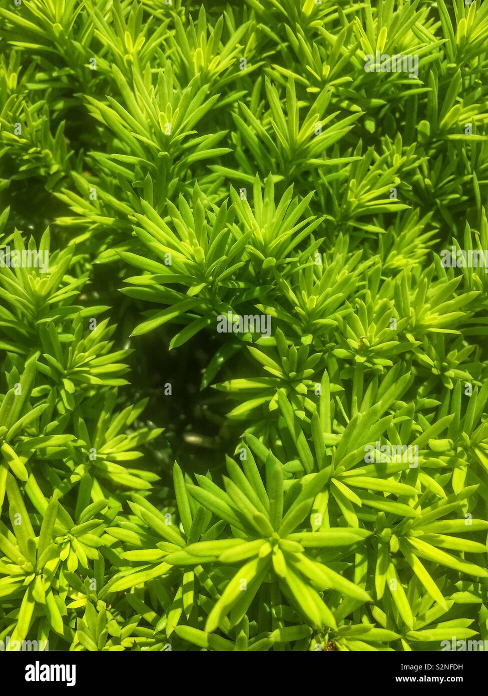 Common green Parsoni juniper ground cover shrub with spring green buds ...