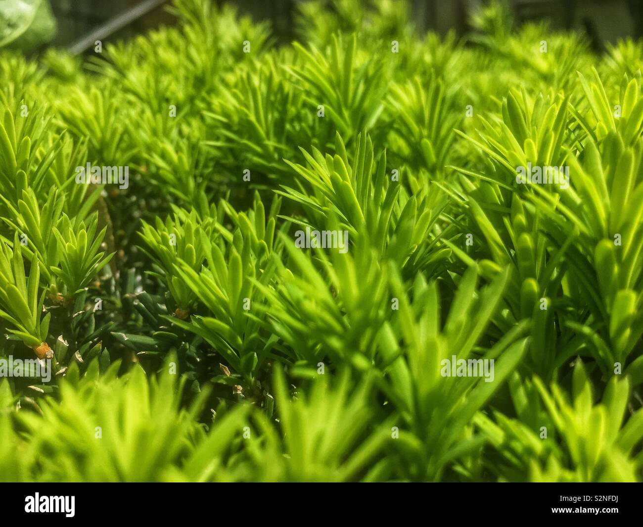 Common green Parsoni juniper ground cover shrub with spring green buds ...