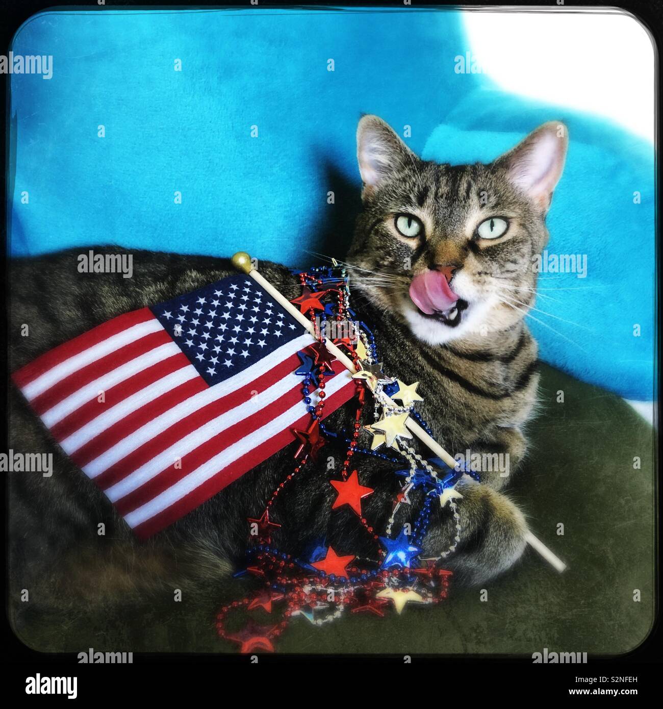 Happy Memorial Day from Tasha Stock Photo - Alamy
