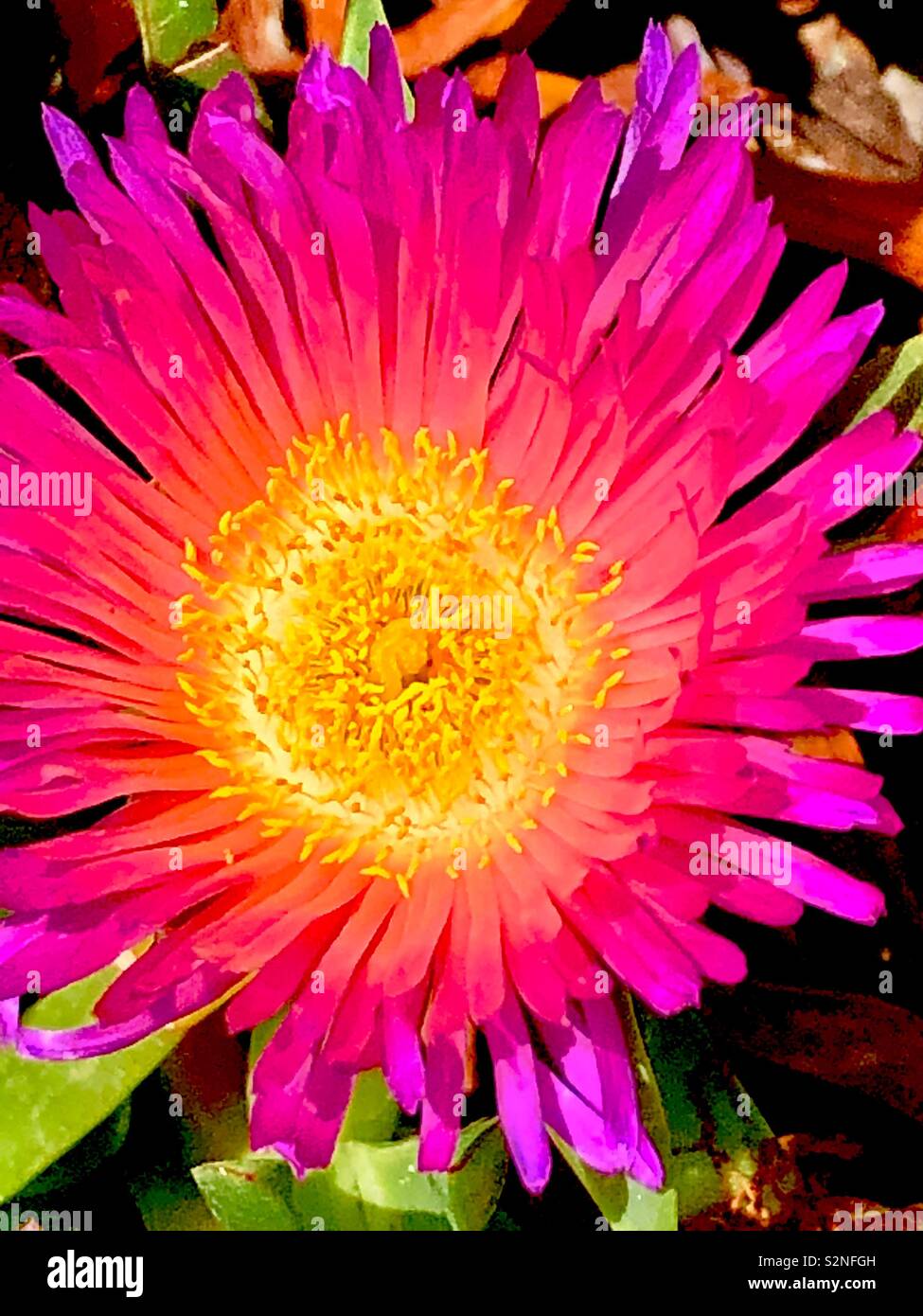 Ice plant flower hi-res stock photography and images - Alamy