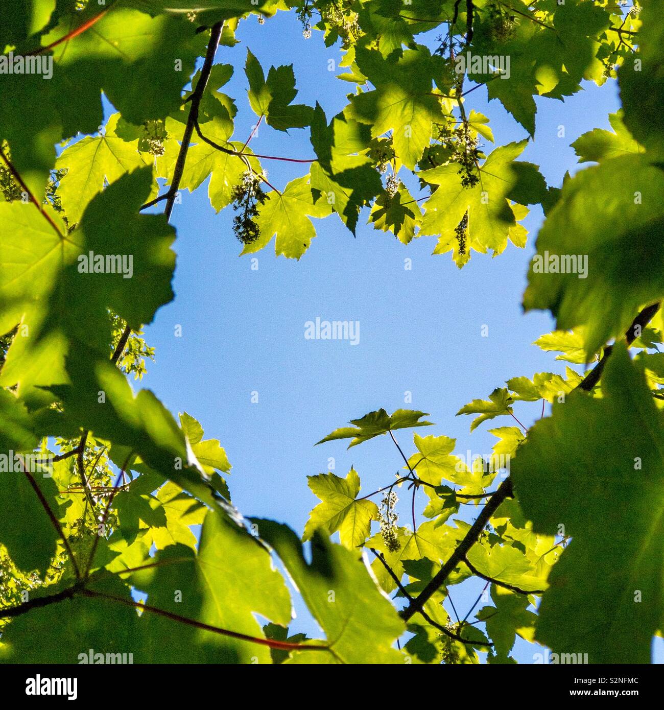 Sycamore blue sky hi-res stock photography and images - Alamy